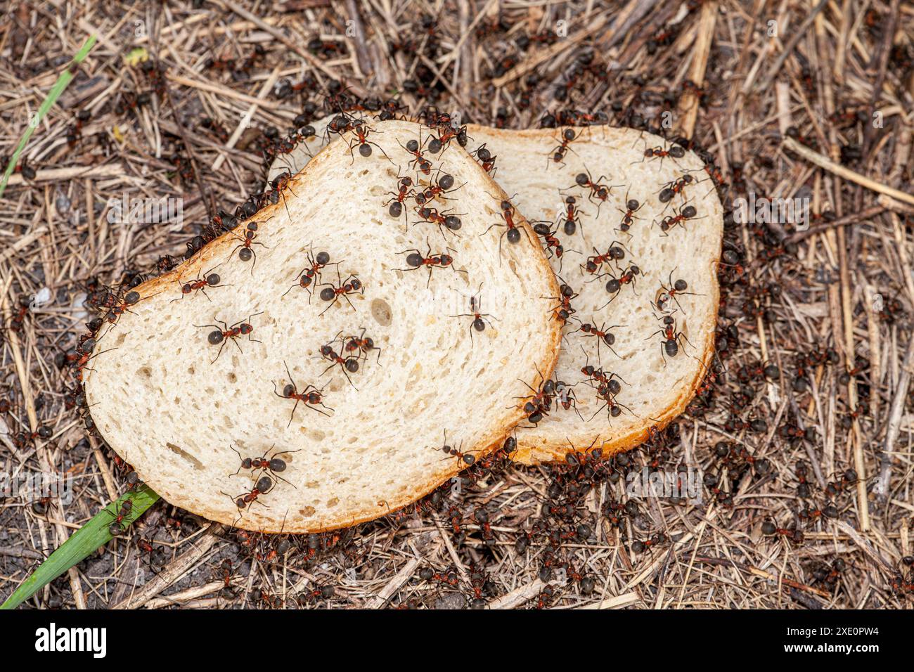 The macro picture on a background of a colony of large and red ants ...