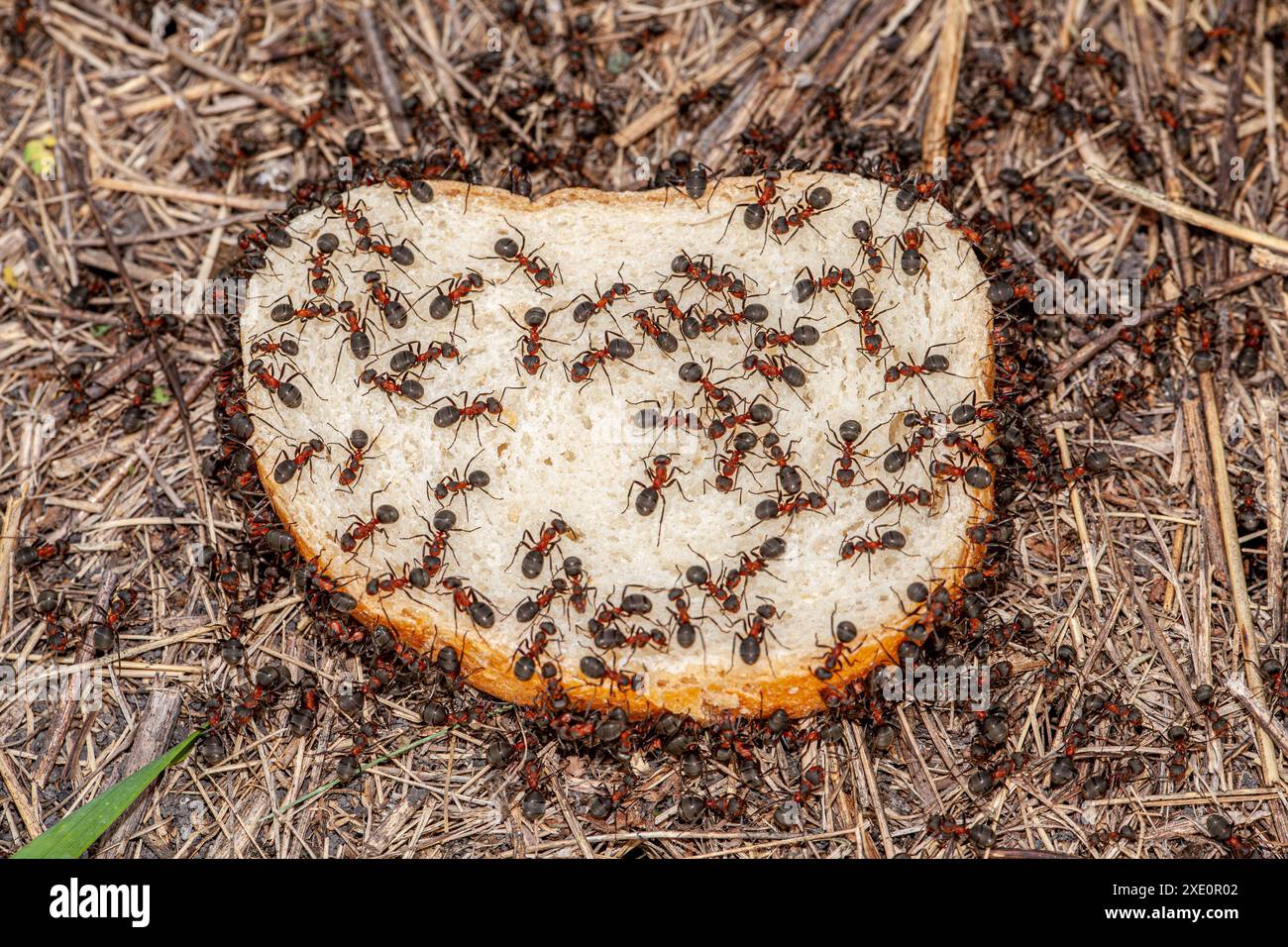 The macro picture on a background of a colony of large and red ants ...