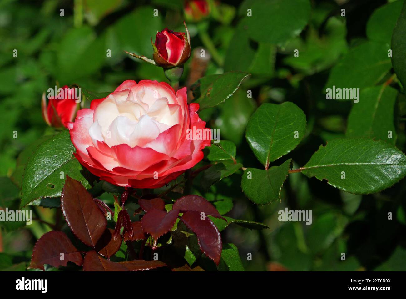 Rose carson hi-res stock photography and images - Alamy