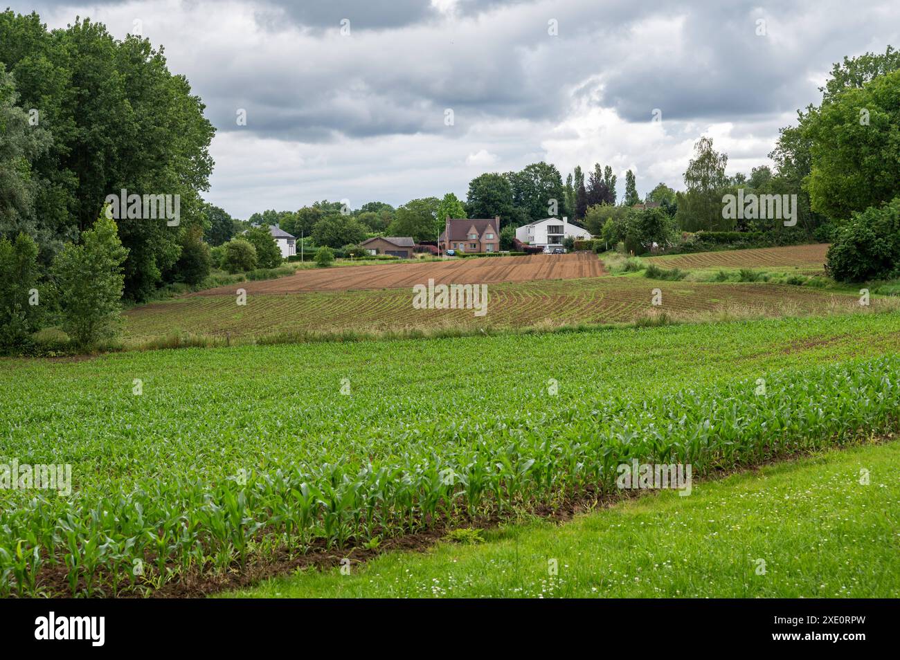Green young corn field and farmer houses, Dilbeek, Flanders, Belgium ...