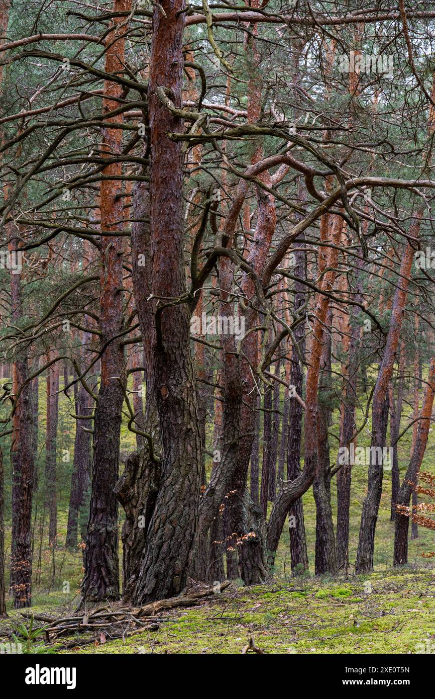 Upper lusatia heath and pond landscape hi-res stock photography and ...