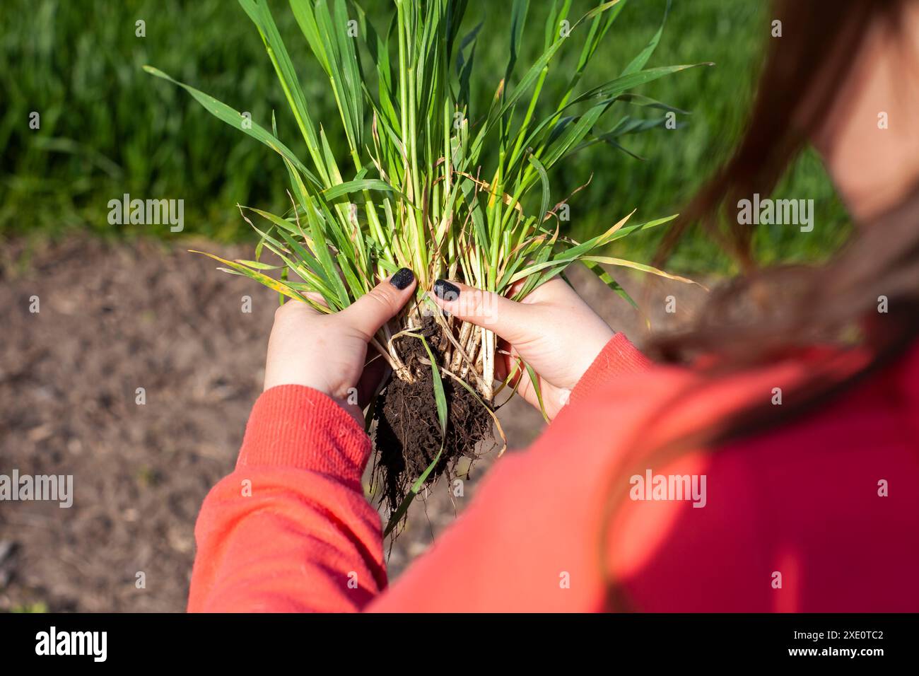 Green sprouts of green young wheat in the hands of a farmer's girl ...