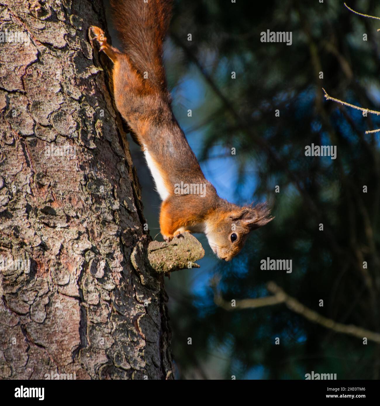 Red squirrel in the morning at a tree Stock Photo - Alamy