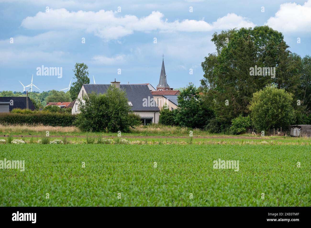 Agriculture corn fields, trees and the church tower of Sint Katarina ...