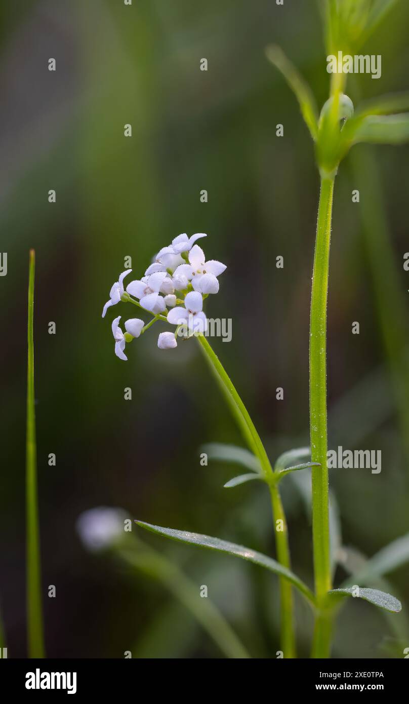 Bedstraw family hi-res stock photography and images - Alamy