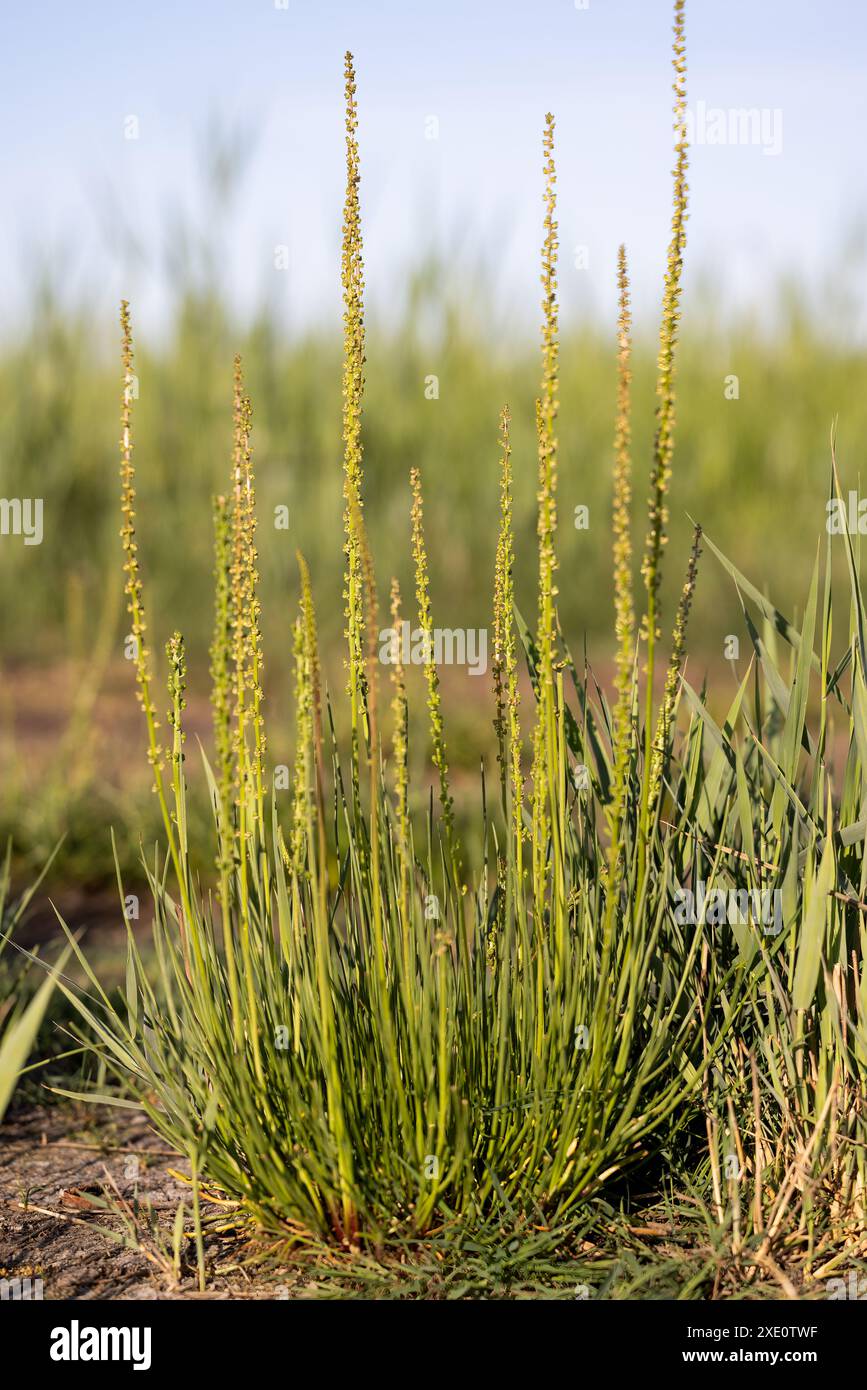 Common arrowgrass flowering Stock Photo - Alamy
