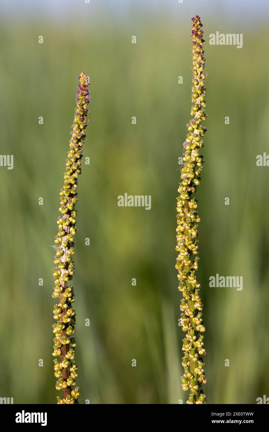 Common arrowgrass flowering Stock Photo - Alamy