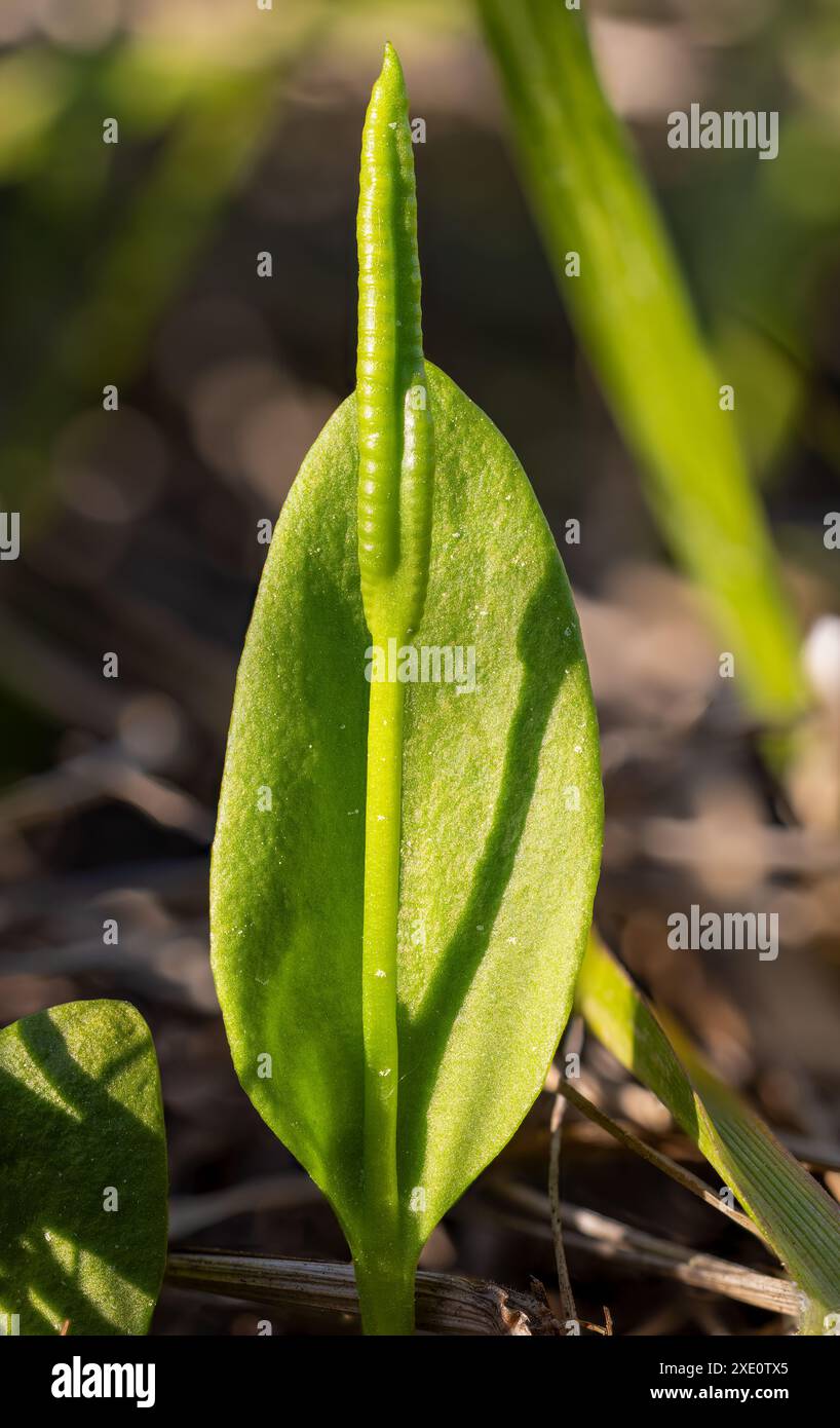 Adder’s tongue fern hi-res stock photography and images - Alamy