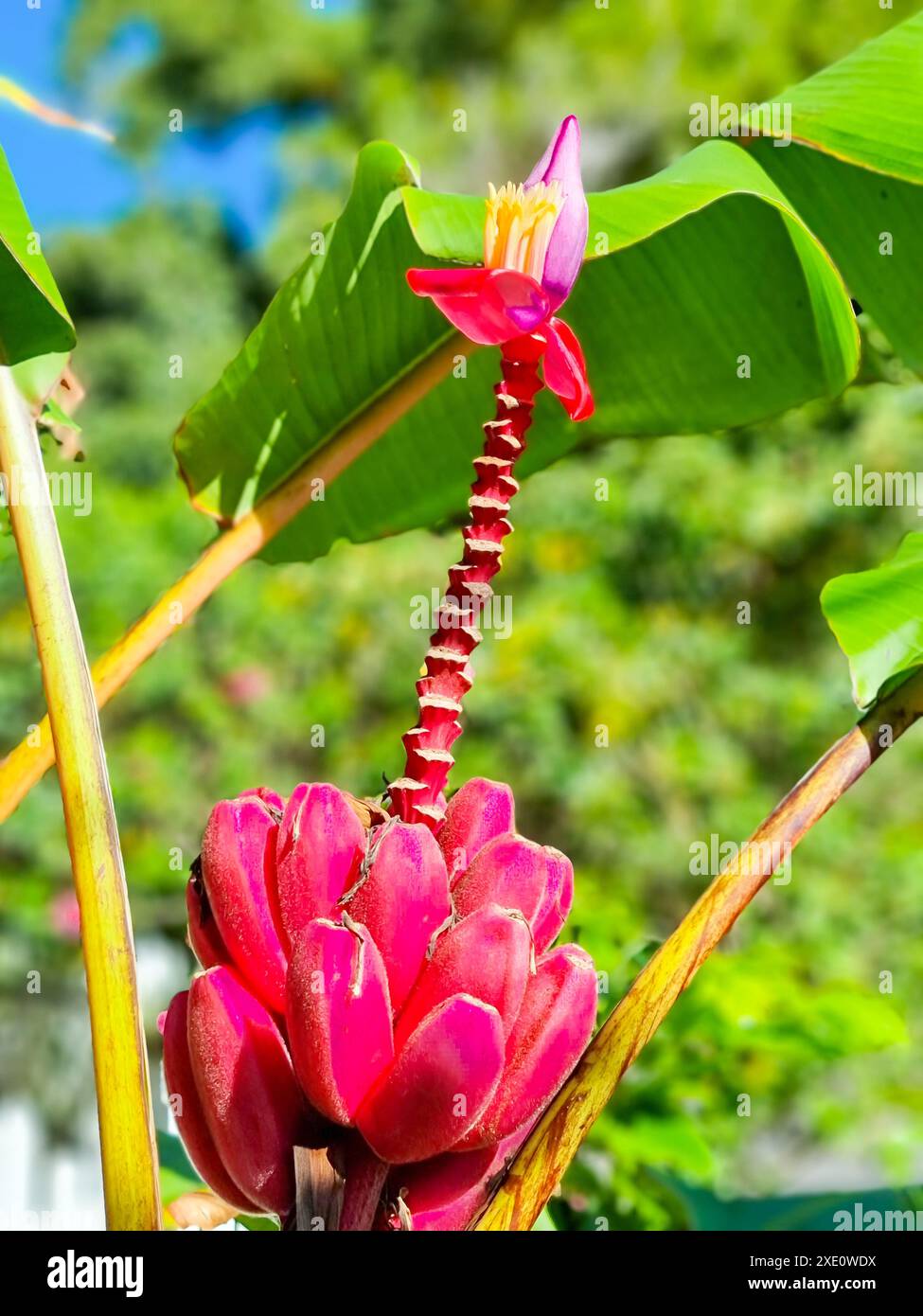 Costa Rica, red bananas in the tropical jungle Stock Photo - Alamy
