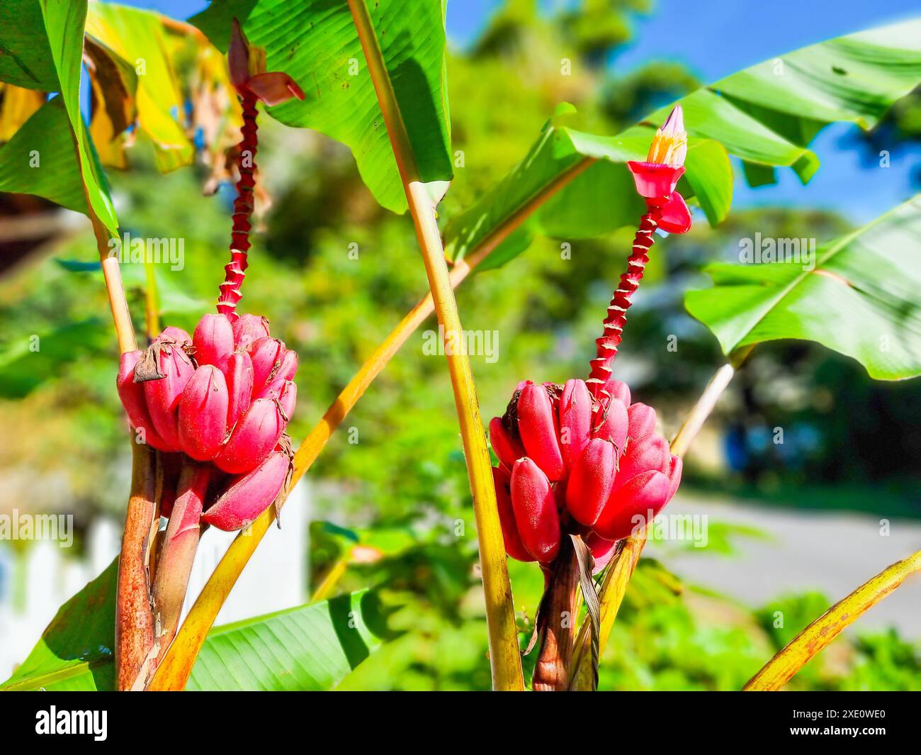 Costa Rica, a pair of bunches of red bananas in the tropical jungle ...