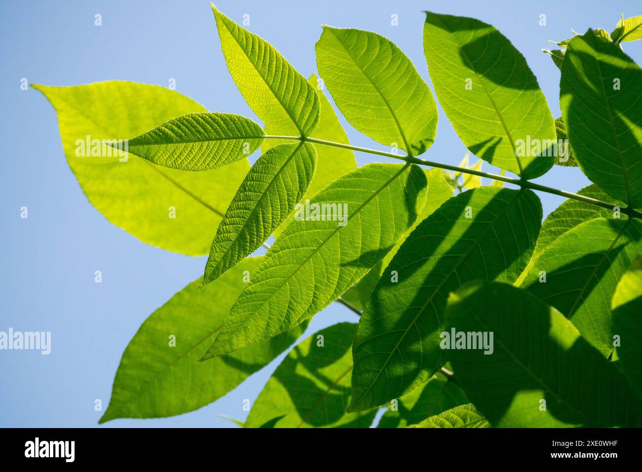 Japanese Walnut Juglans ailantifolia, Leaves Foliage Stock Photo - Alamy