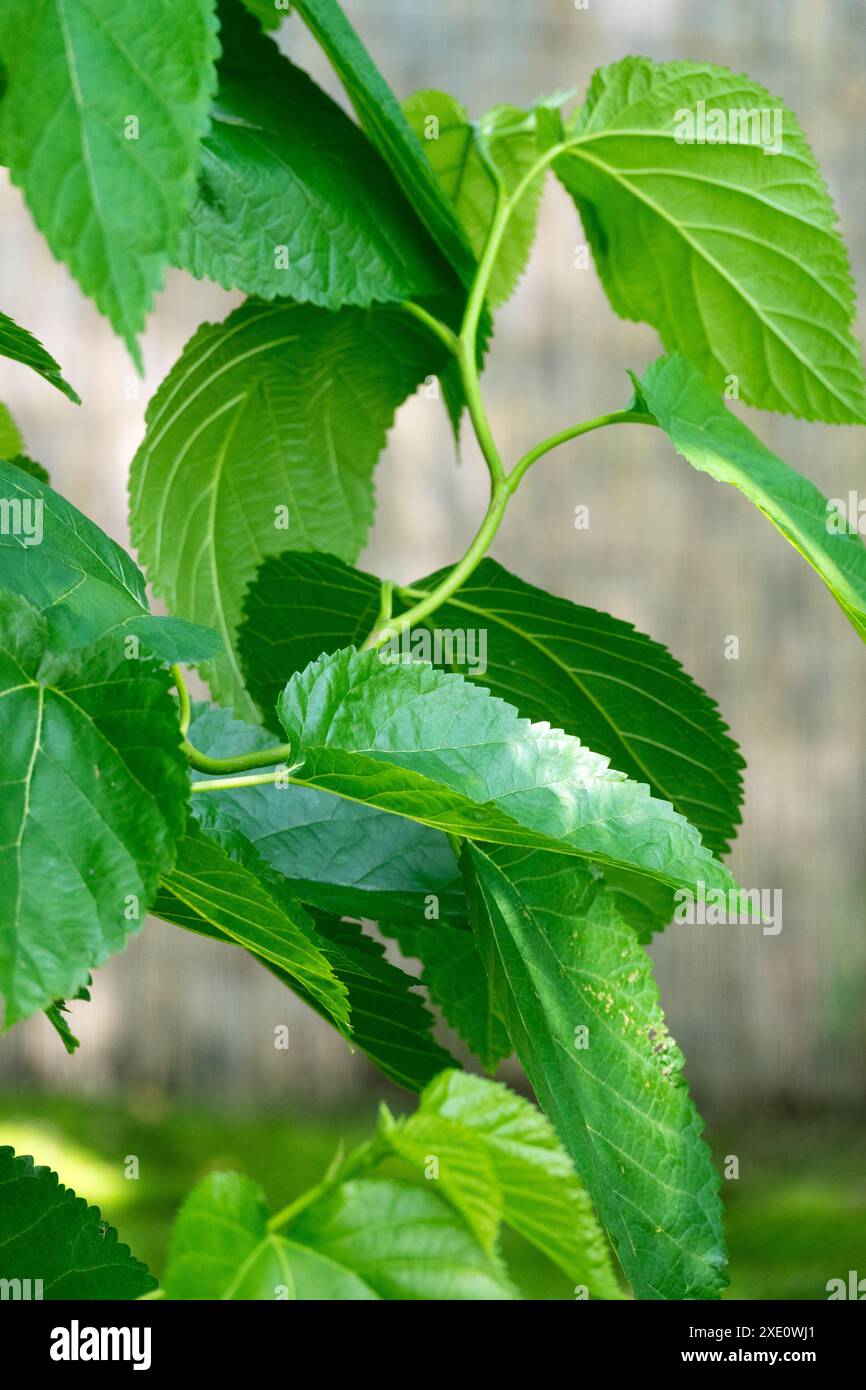 Morus latifolia "Spirata" Leaves Foliage Stock Photo - Alamy