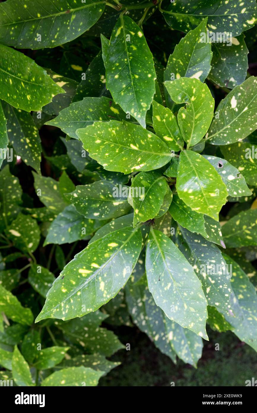 Japanese Laurel, Aucuba japonica "Variegata" Leaves Foliage Stock Photo ...