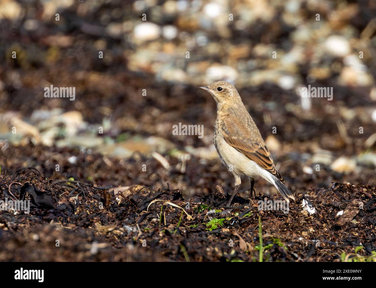 Female wheatear bird foraging on the water edge Stock Photo - Alamy