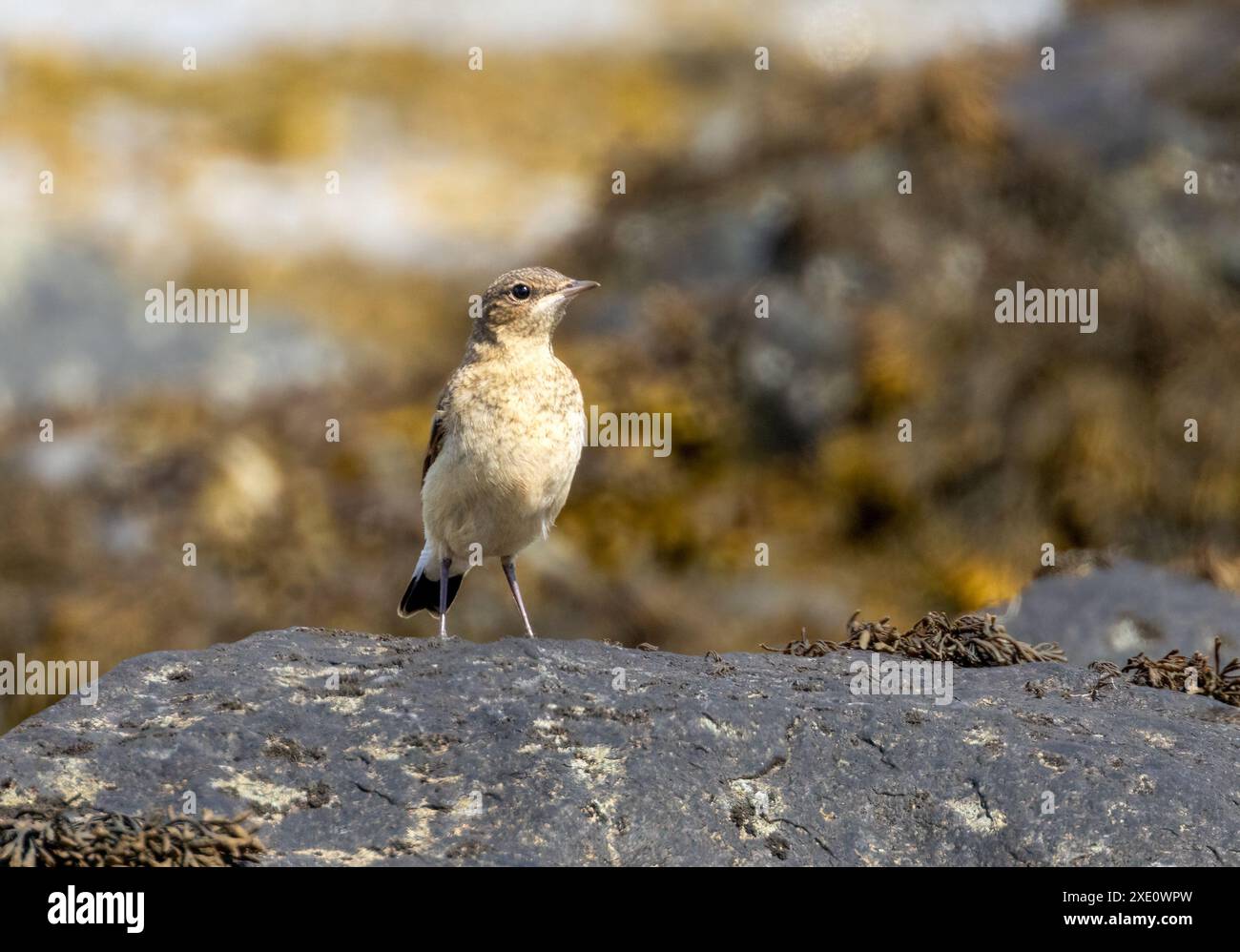 Female wheatear bird foraging on the water edge Stock Photo - Alamy