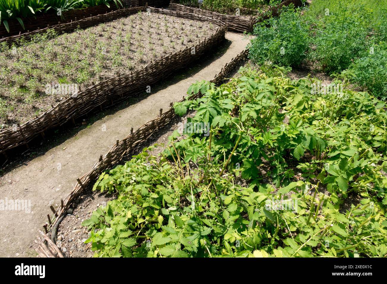 Wicker willow raised bed hi-res stock photography and images - Alamy