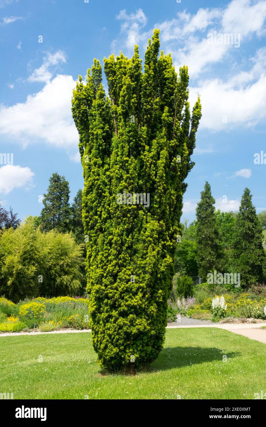 Taxus baccata "Fastigiata Aurea" Conifer Tree in Garden European Yew ...