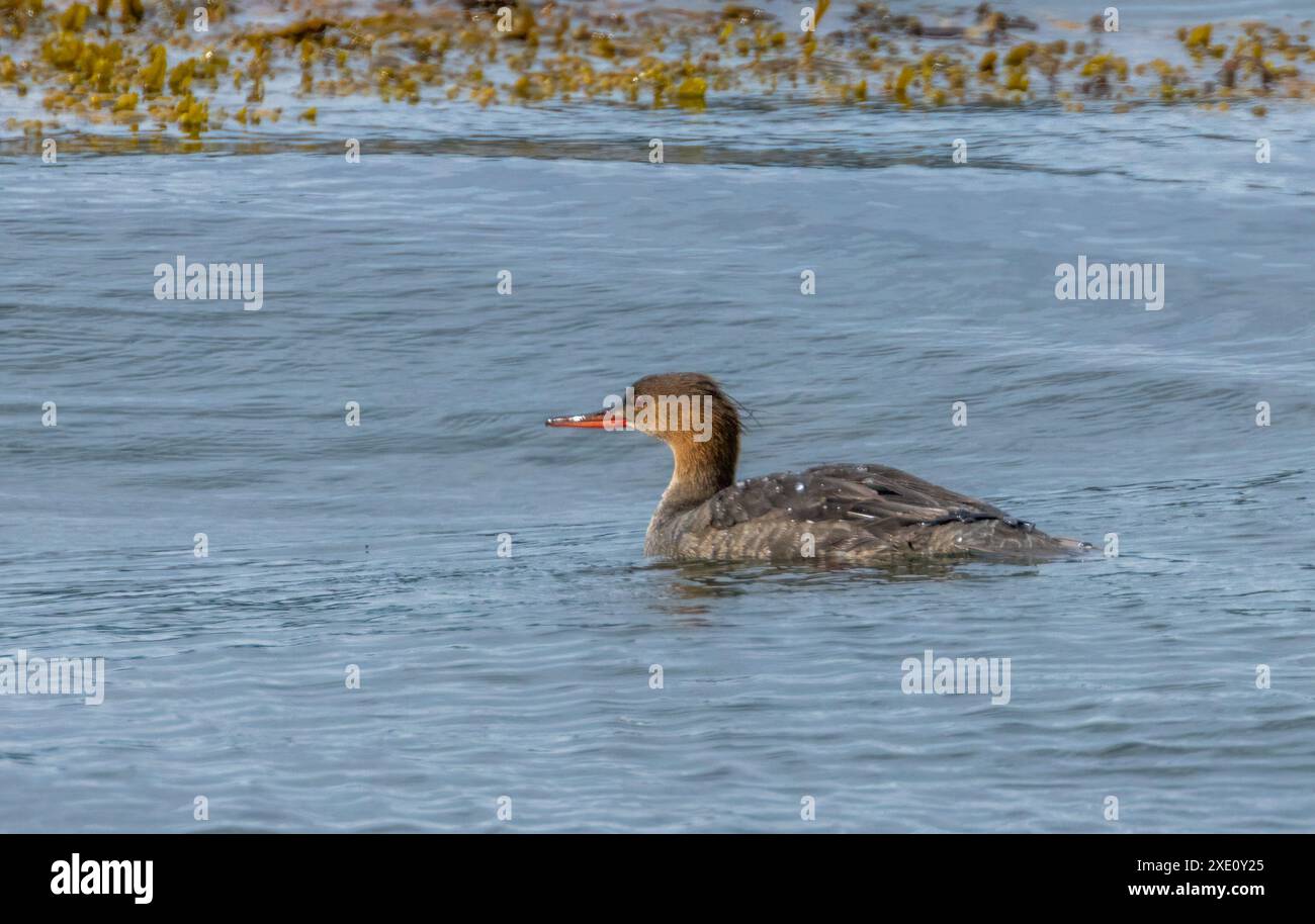 Female merganser diving duck swimming on the water Stock Photo - Alamy