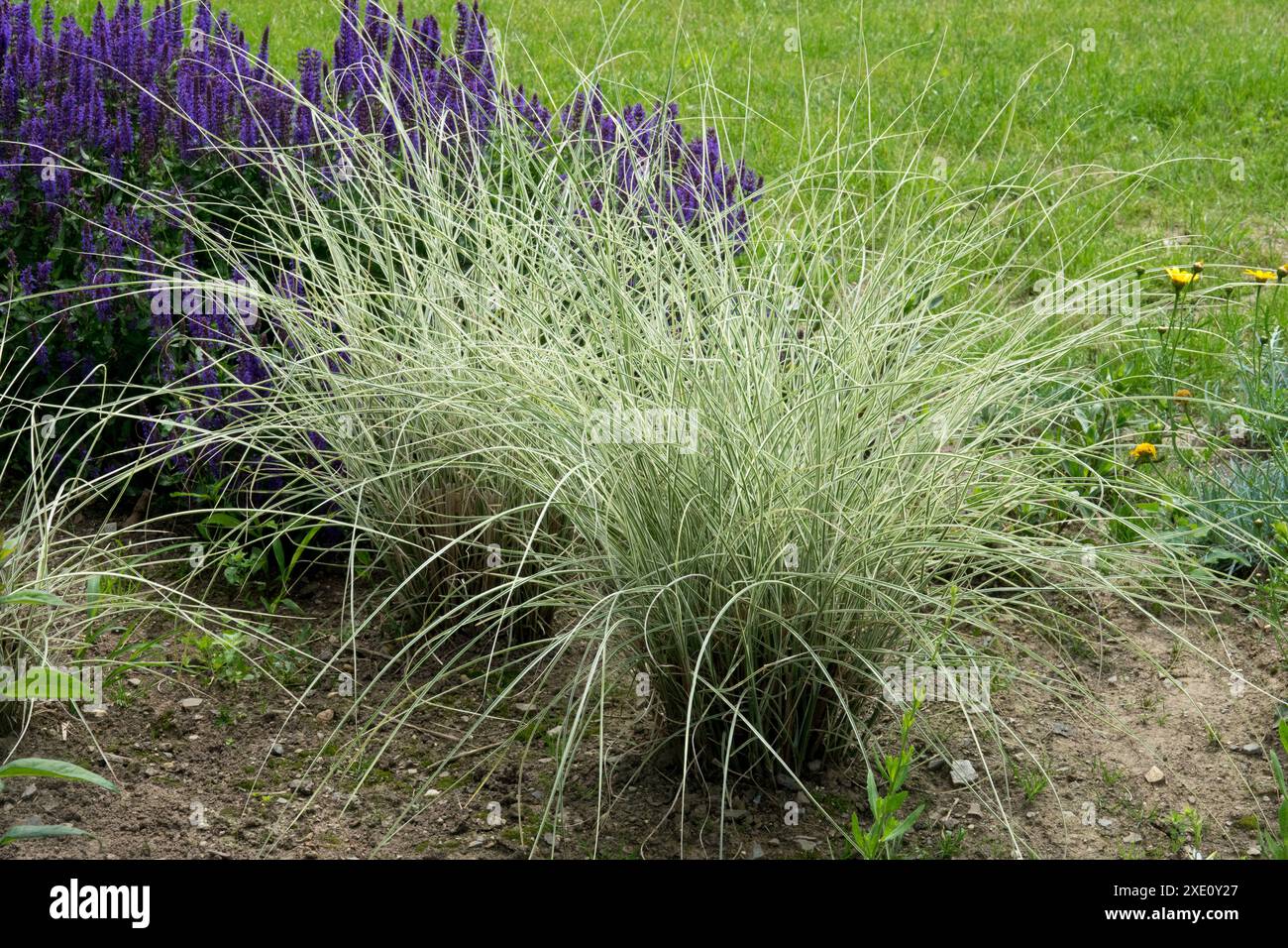 Maiden Grass Miscanthus sinensis "Morning Light Stock Photo - Alamy