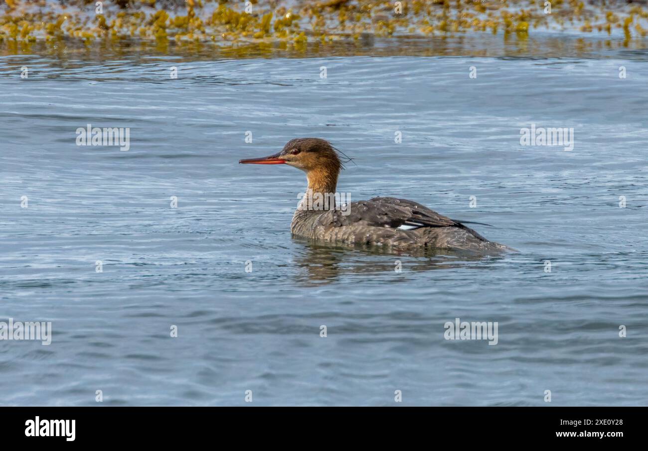 Female merganser diving duck swimming on the water Stock Photo - Alamy