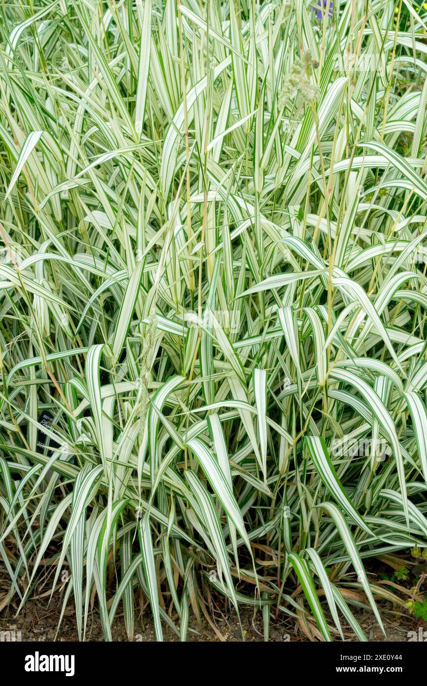 June grass hi-res stock photography and images - Alamy