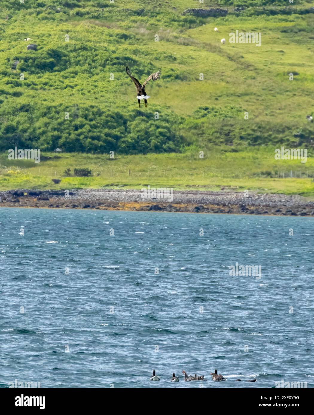 White tailed sea eagle diving over the loch to grab a greylag gosling ...