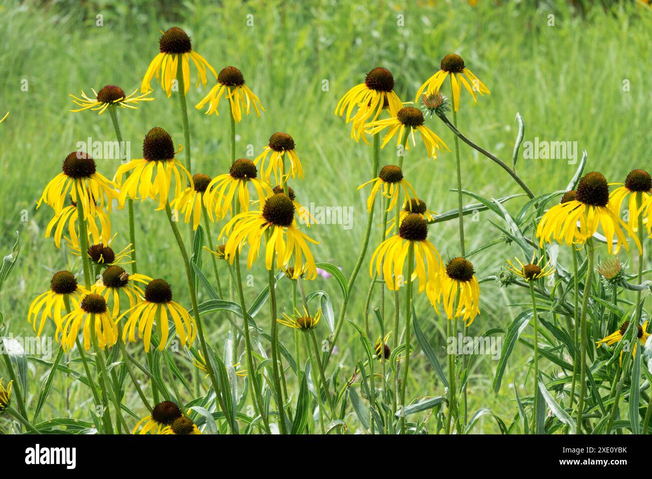 Echinacea paradoxa hi-res stock photography and images - Alamy