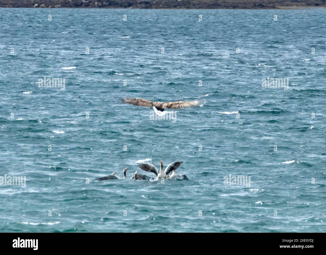 White tailed sea eagle diving over the loch to grab a greylag gosling ...
