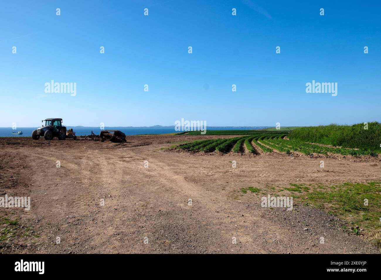 Tractor parked in potato field after harvesting potatoes in landscape ...