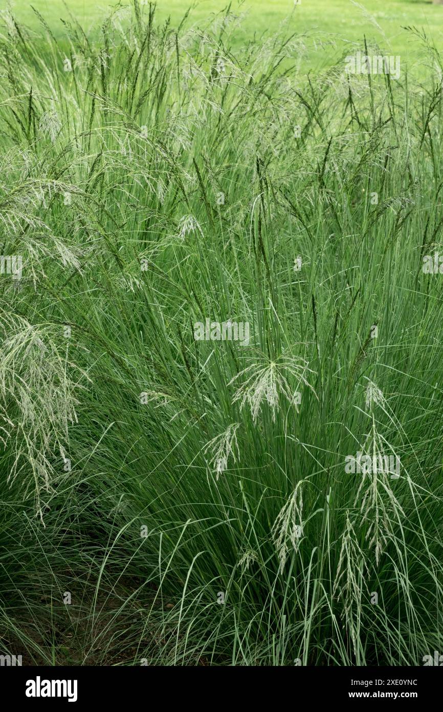 Weeping Lovegrass Eragrostis curvula Garden Plants Perennial Grass ...