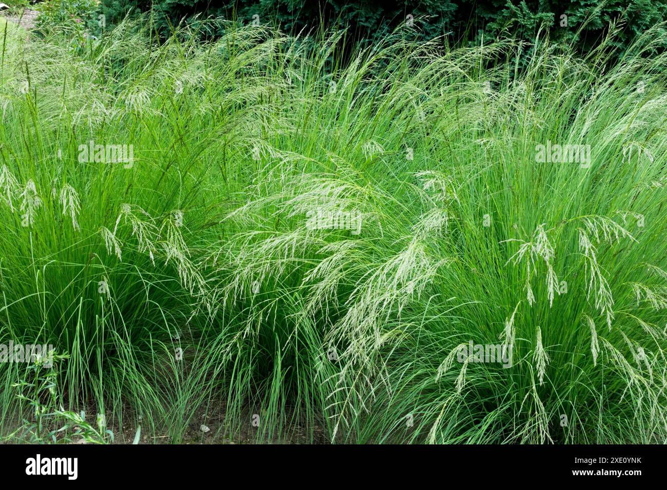 Weeping Lovegrass Eragrostis curvula Garden Plants Perennials Grasses ...