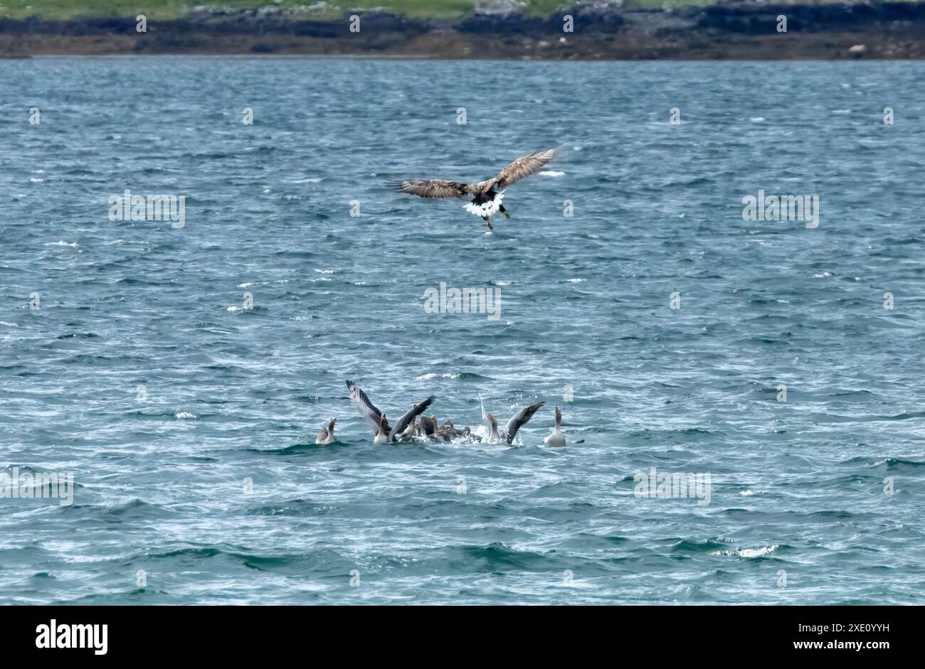 White tailed sea eagle diving over the loch to grab a greylag gosling ...