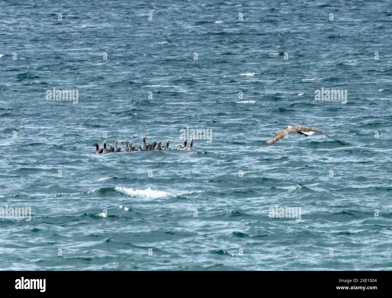 White tailed sea eagle diving over the loch to grab a greylag gosling ...