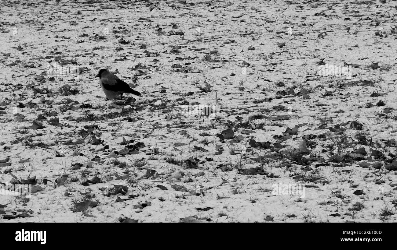 Magpie in the snow Stock Photo - Alamy