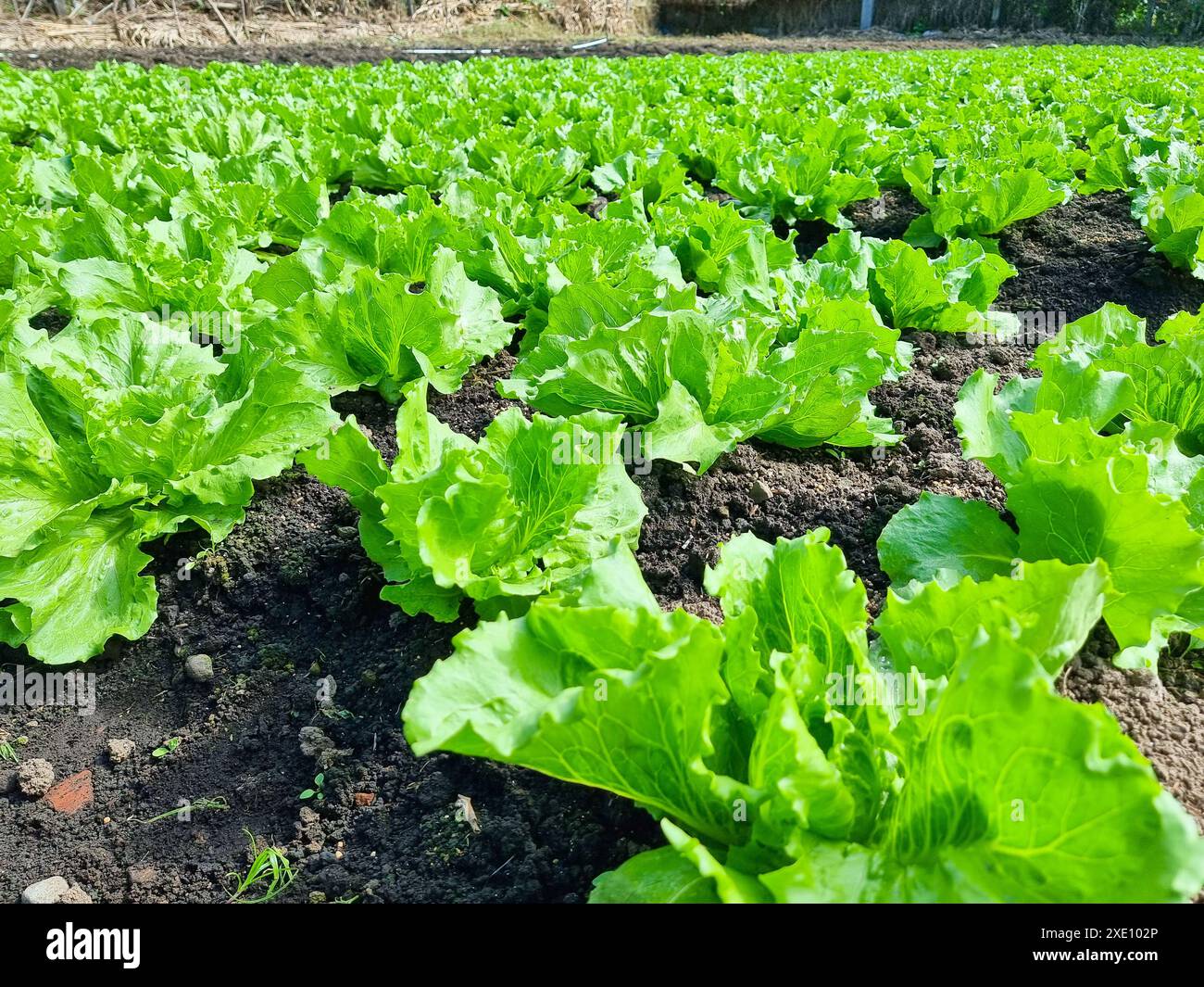 Panama, Boquete, lettuce field, close up Stock Photo - Alamy
