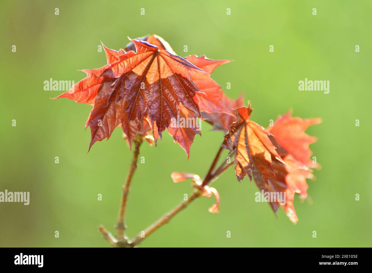 Red maple leaves in an early spring Stock Photo - Alamy