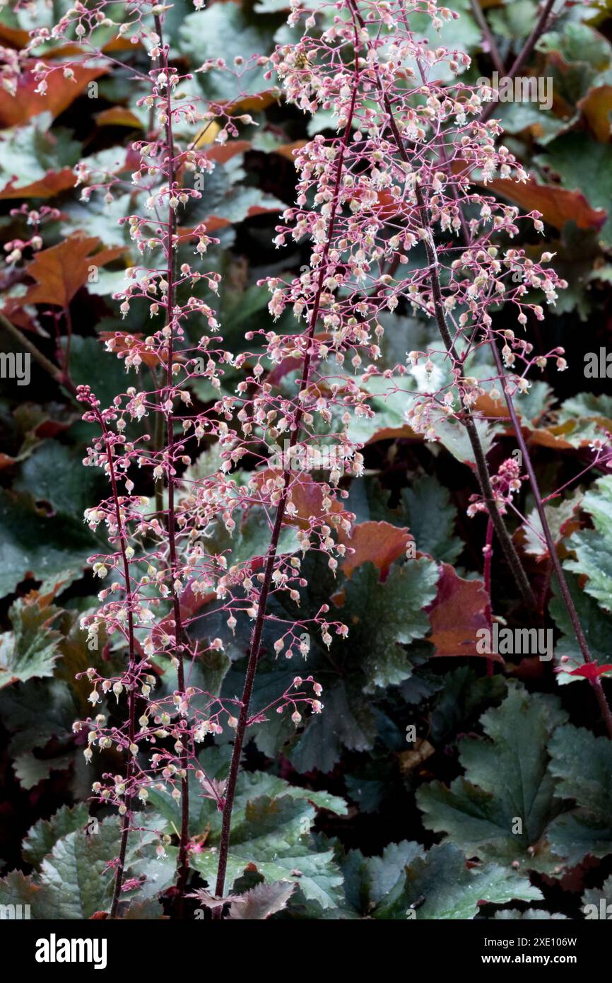 Hardy Heuchera "Chocolate Ruffles" Flowers Heucheras Plant Coral Bells ...