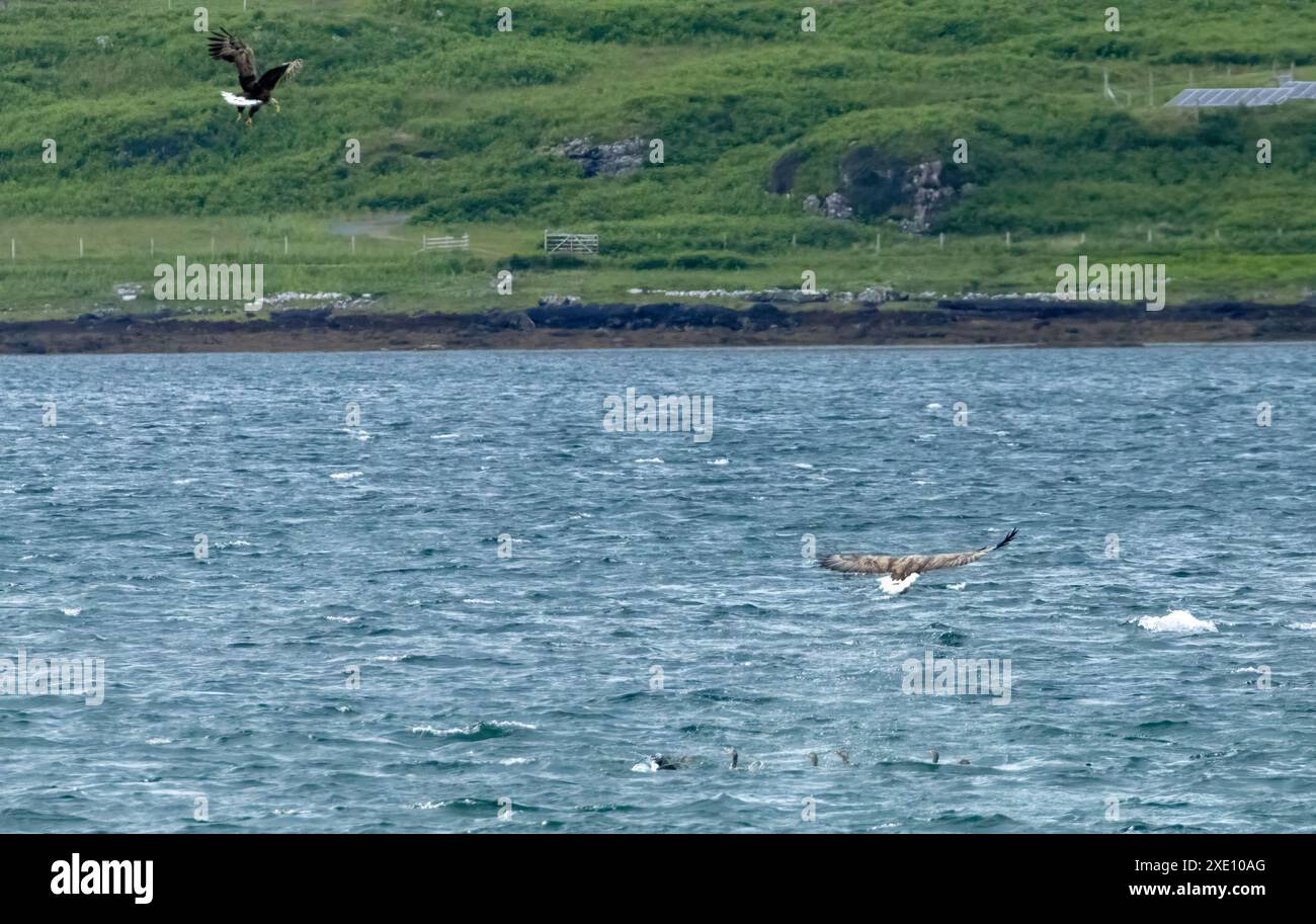 White tailed sea eagle diving over the loch to grab a greylag gosling ...