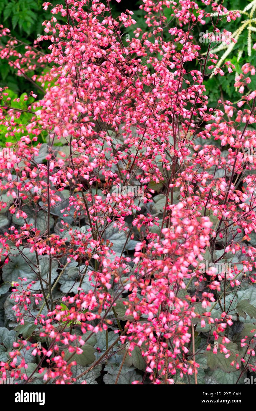 Heuchera in full bloom hi-res stock photography and images - Alamy