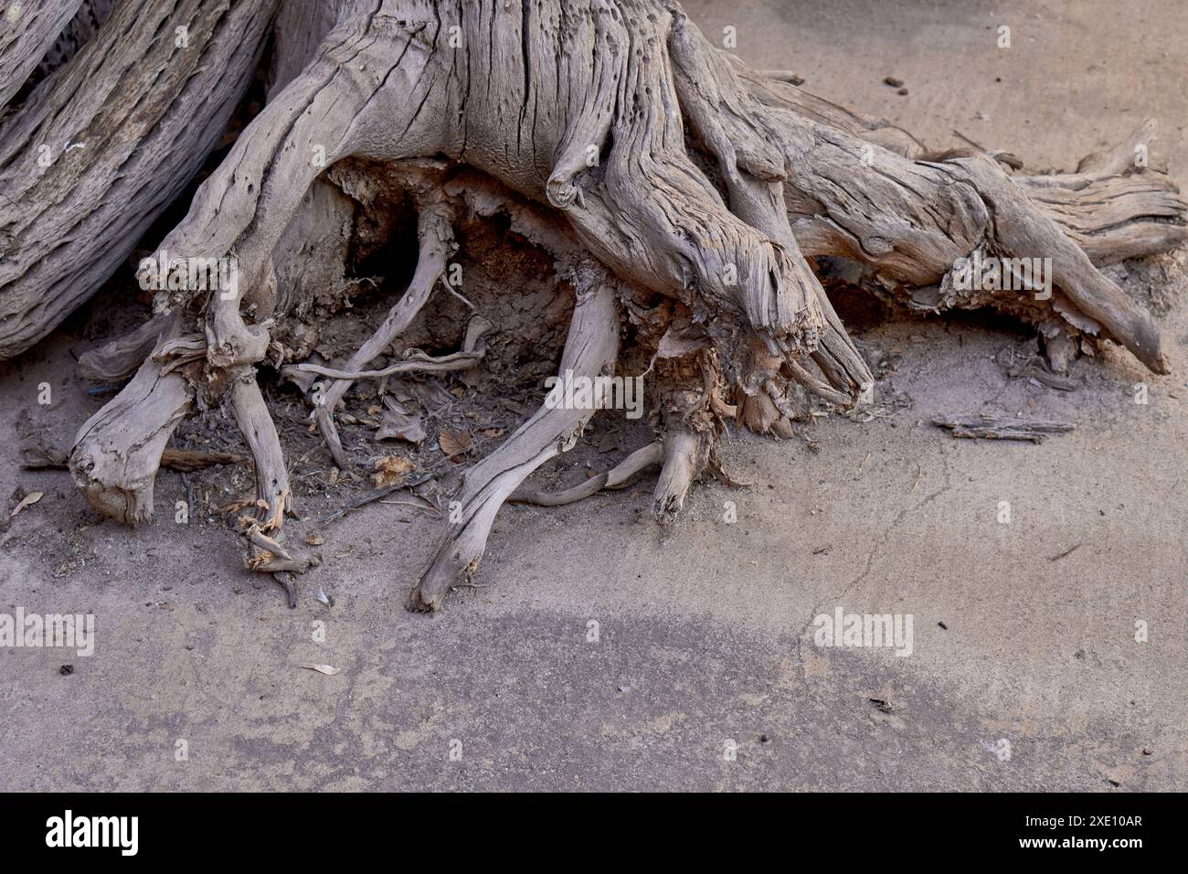 tree roots in concrete floor in the backyard of a home Stock Photo - Alamy