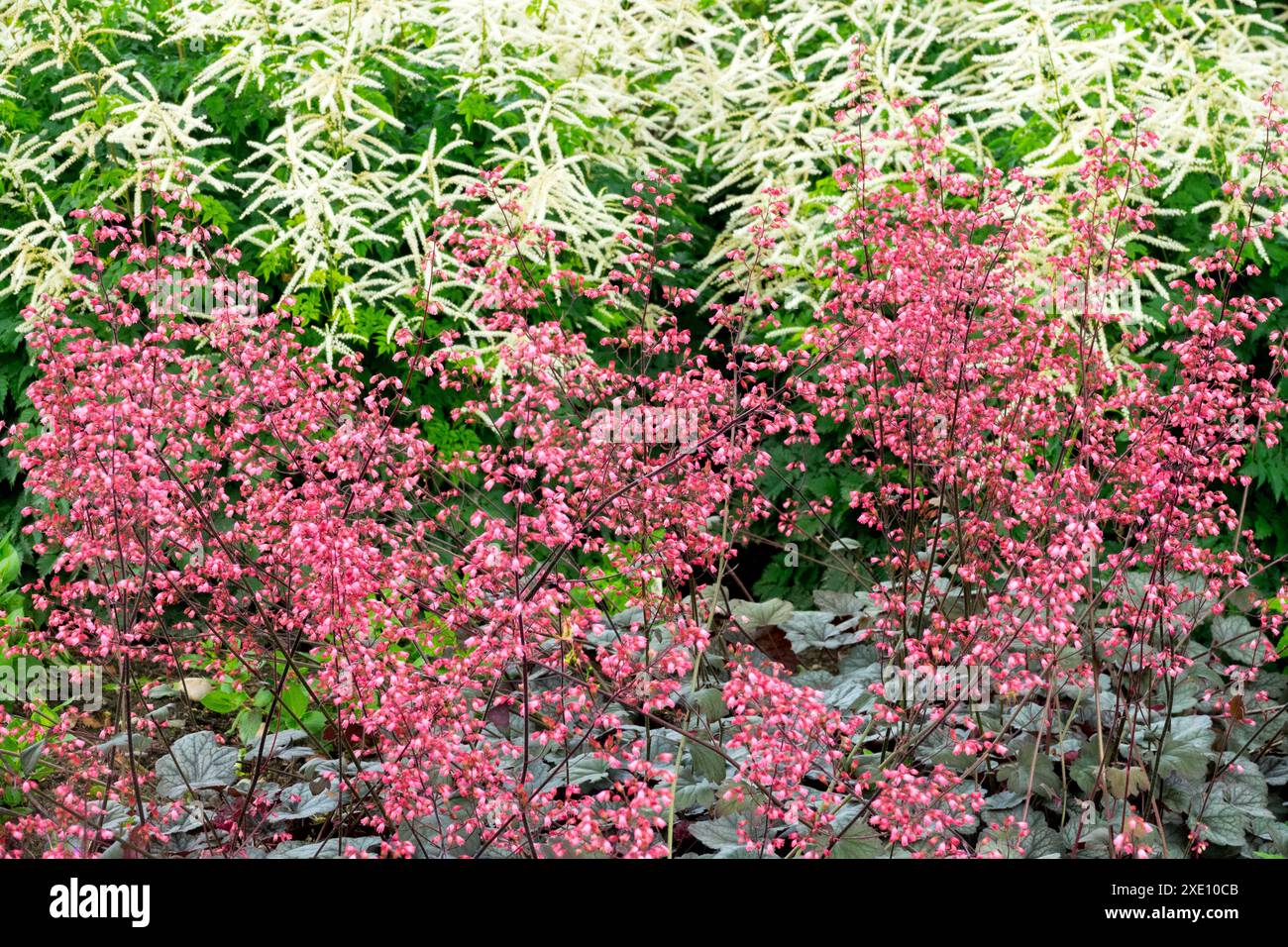 Red Alum Root,Heuchera "Regina" White Goatsbeard Aruncus Johannifest ...