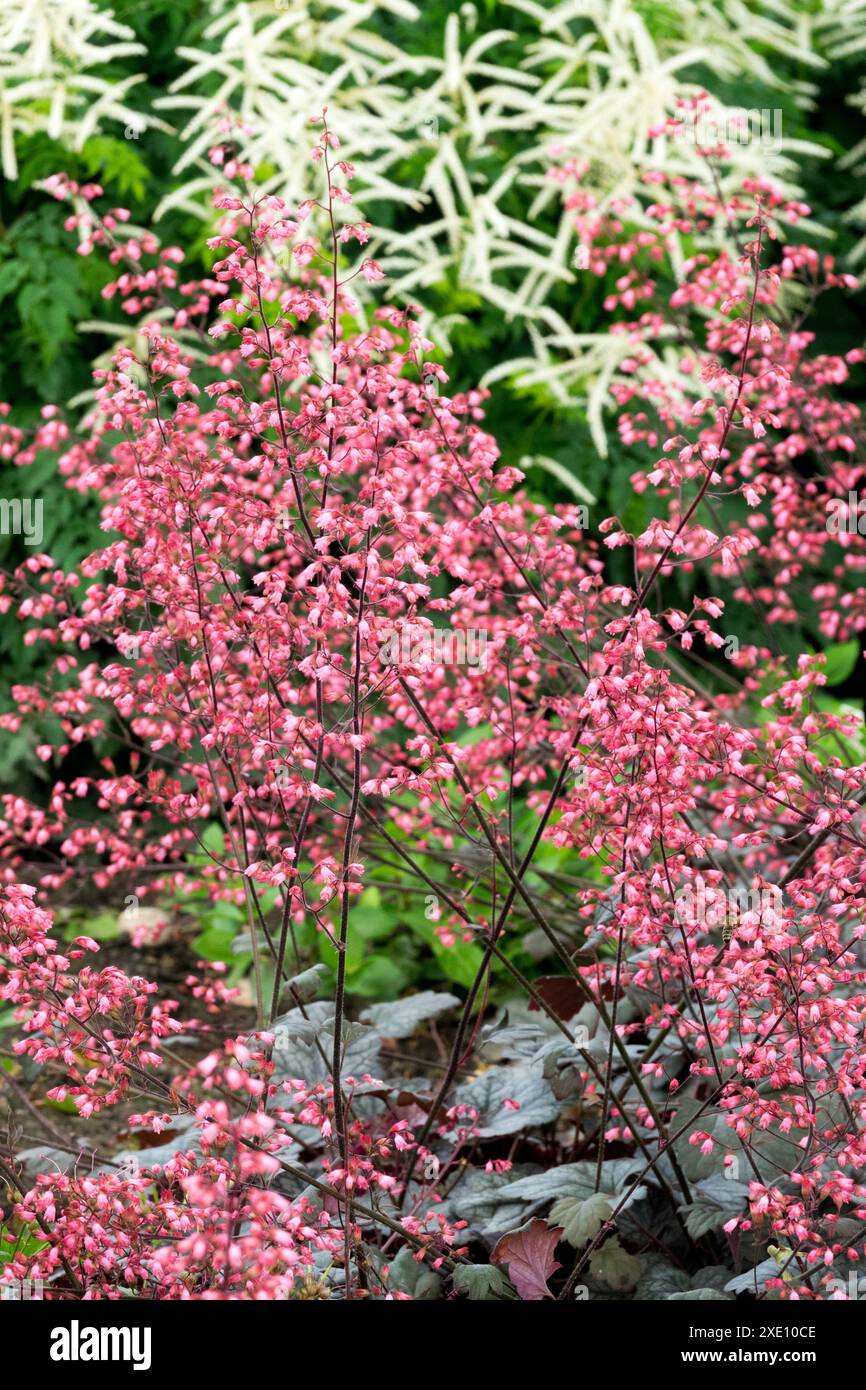 Coral Bells Alumroot Heuchera "Regina" Goatsbeard Aruncus Johannifest ...