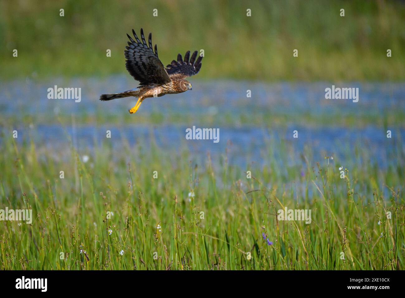 Northern Harrier Hunting in the Florida marsh Stock Photo - Alamy