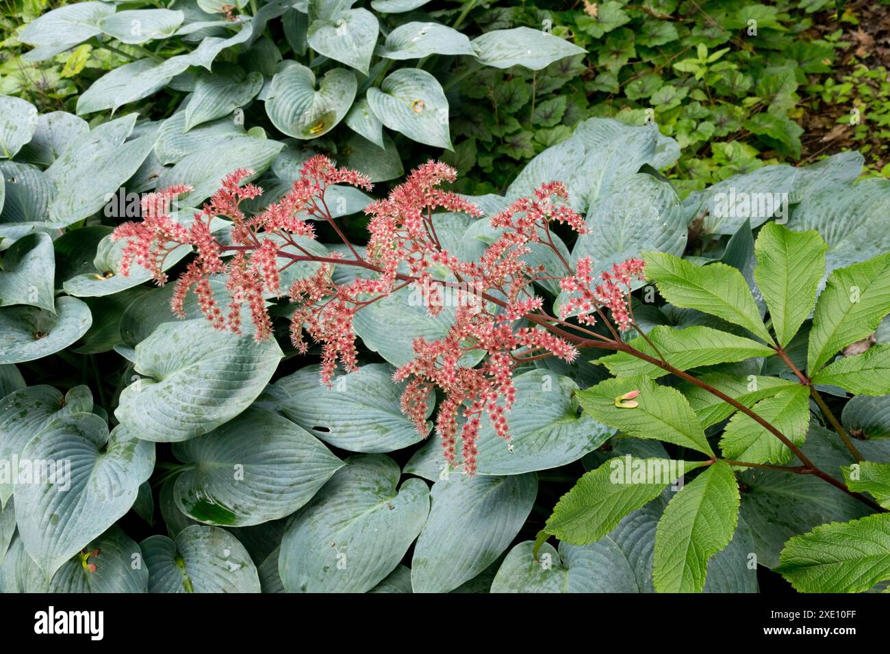 Flowering Rodgersia pinnata "Hercules" and Hosta "Halcyon Stock Photo ...