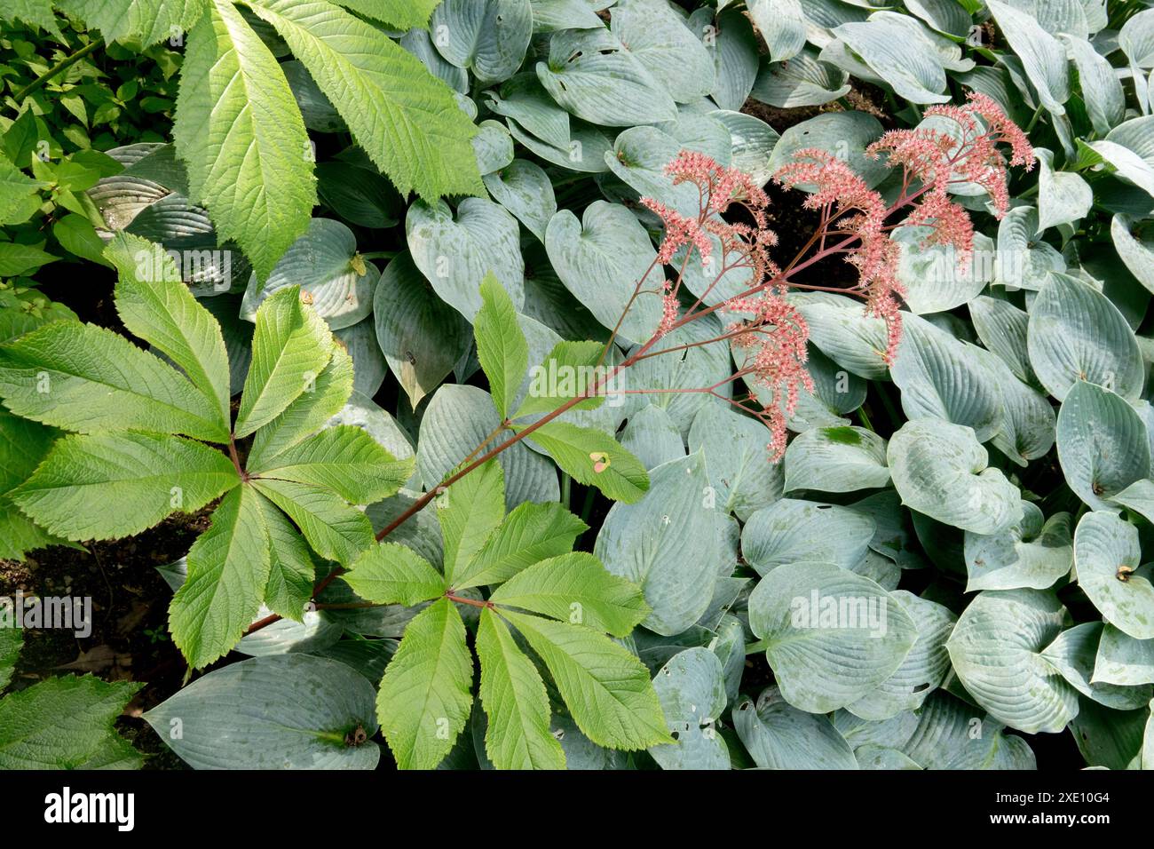 Rodgersia pinnata "Hercules" flower in garden Hosta "Halcyon Stock ...
