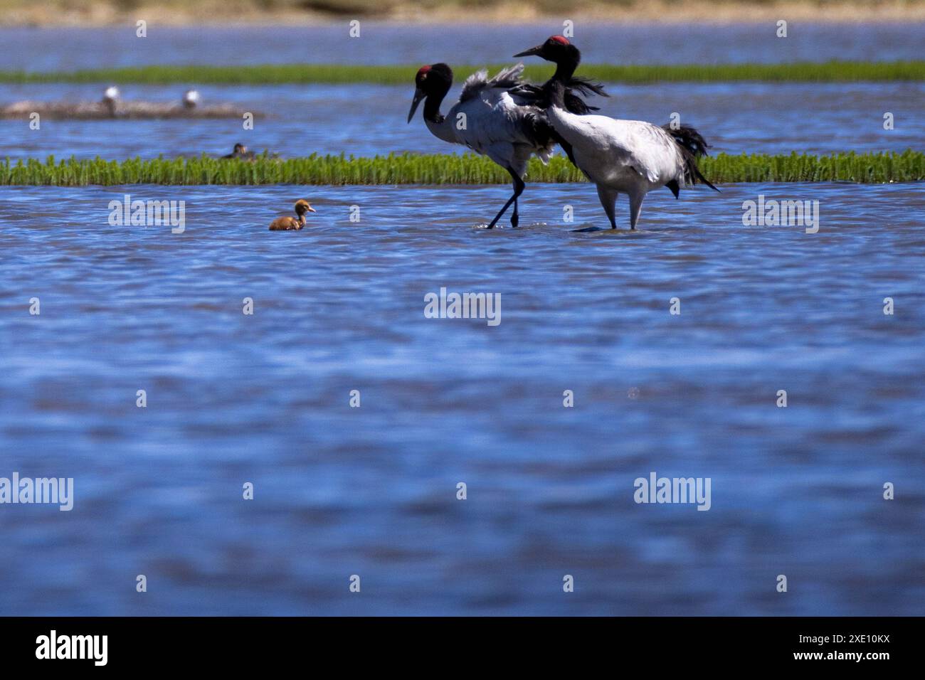 Nagqu, China's Xizang Autonomous Region. 9th June, 2024. Black-necked ...