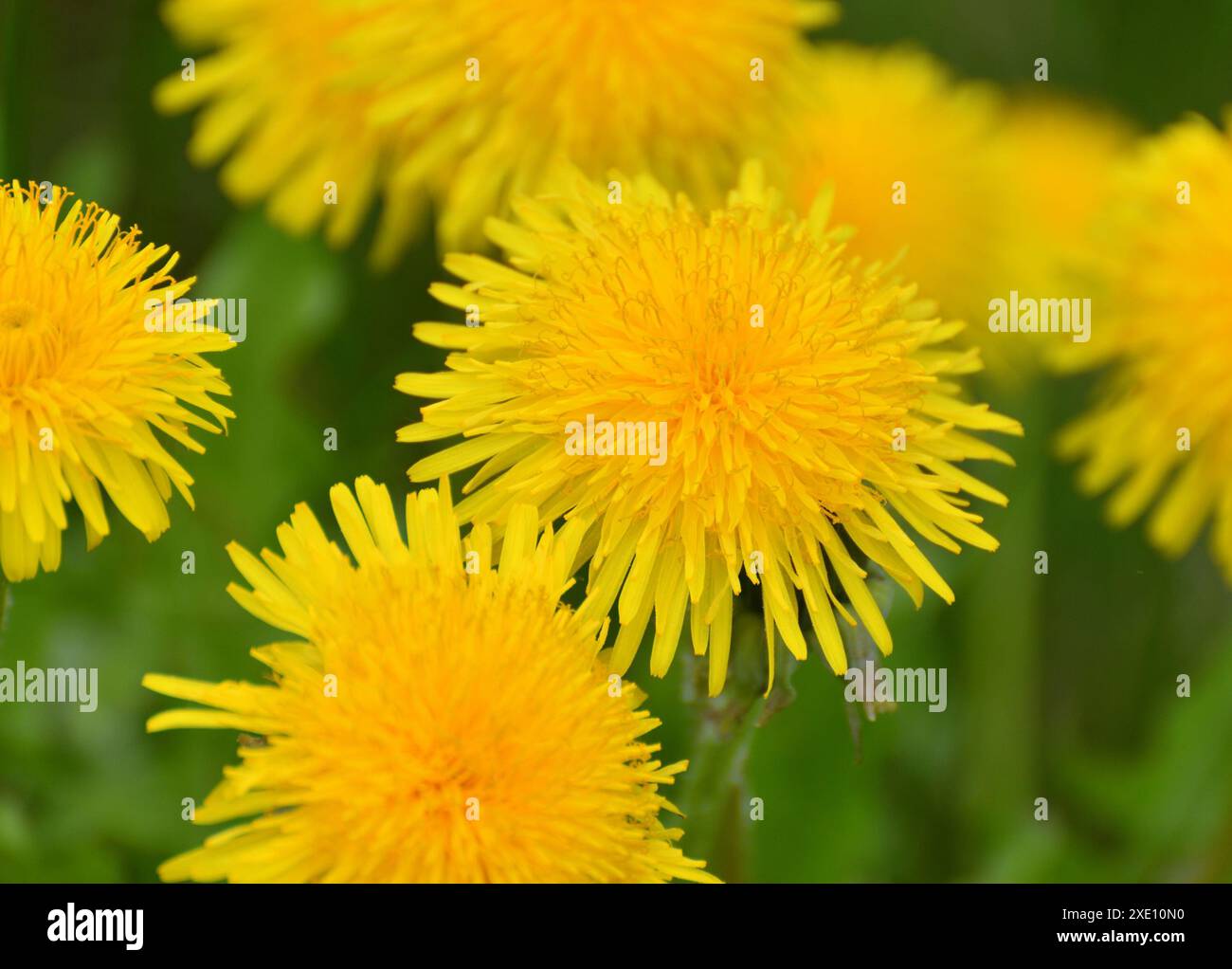 Yellow dandelion close up dandelions hi-res stock photography and ...