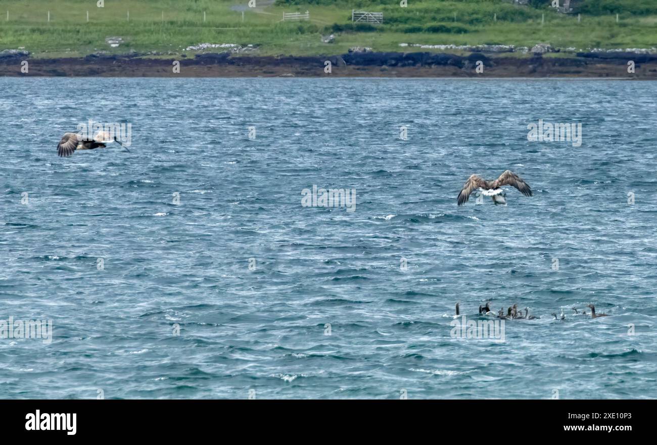 White tailed sea eagle diving over the loch to grab a greylag gosling ...
