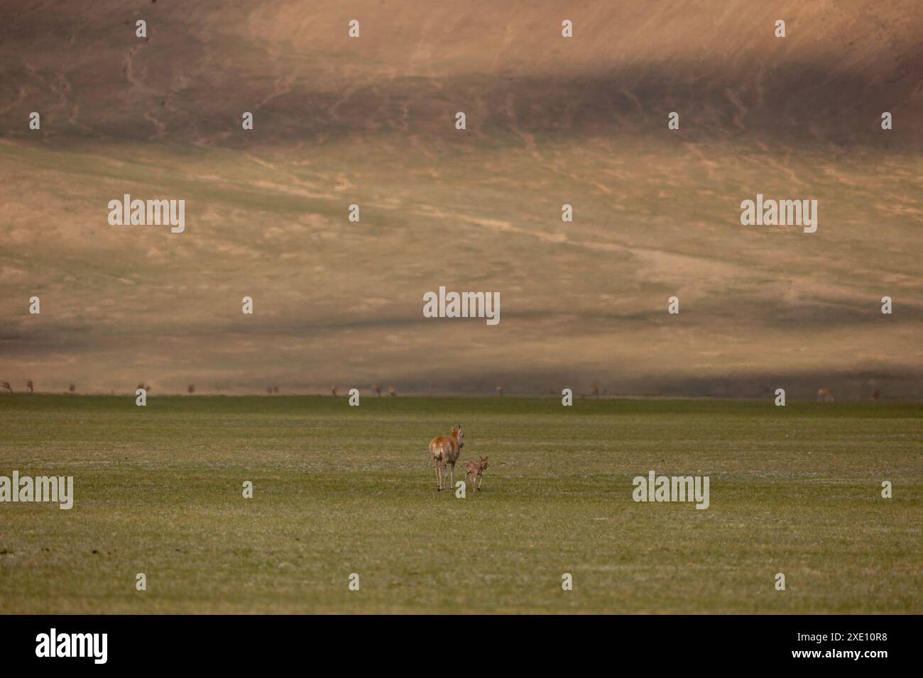 Nagqu, China's Xizang Autonomous Region. 17th June, 2024. Tibetan ...