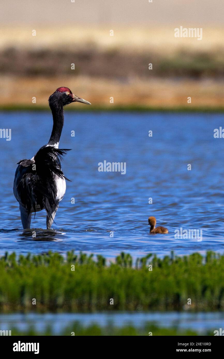 Nagqu, China's Xizang Autonomous Region. 9th June, 2024. Black-necked ...